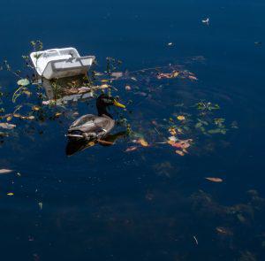 How big a problem is ocean polystyrene pollution? - Haultail On-Demand ...