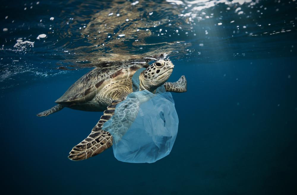 Why clean up efforts won’t solve the plastic pollution crisis in the ...