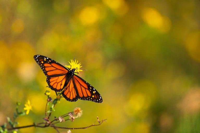 WHAT WE CAN DO TO PROTECT MONARCH BUTTERFLIES - Haultail On-Demand ...