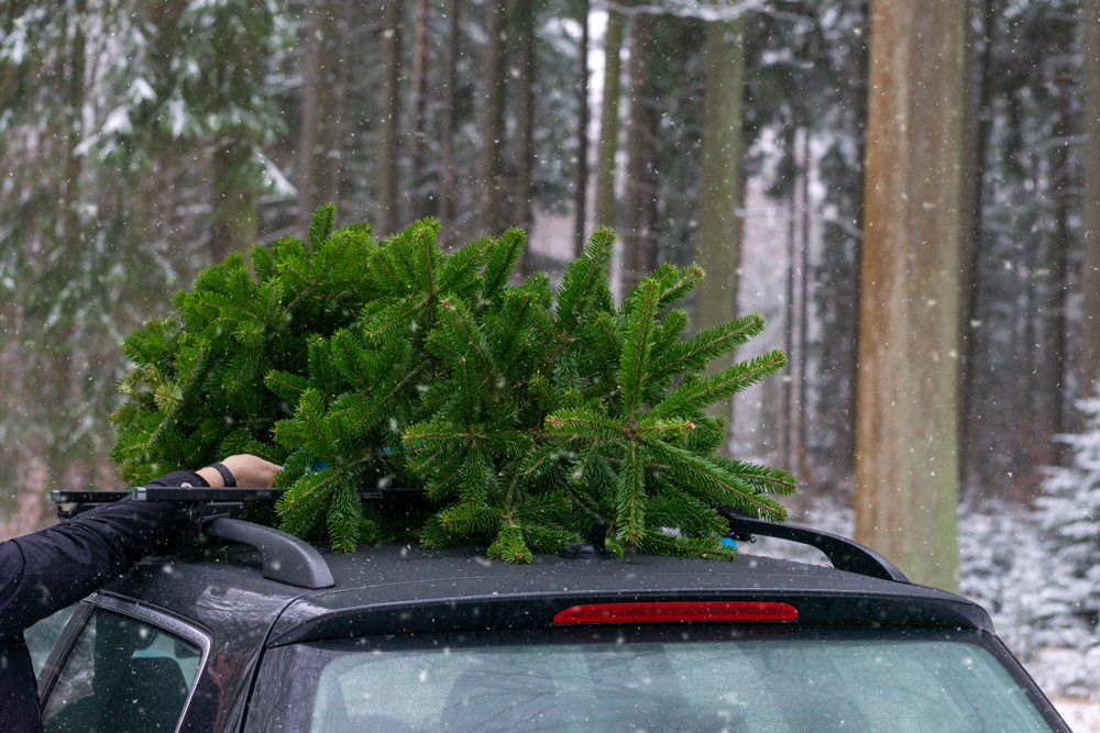 Haultail® Christmas Tree Pickup Services - Haultail On-Demand Delivery ...